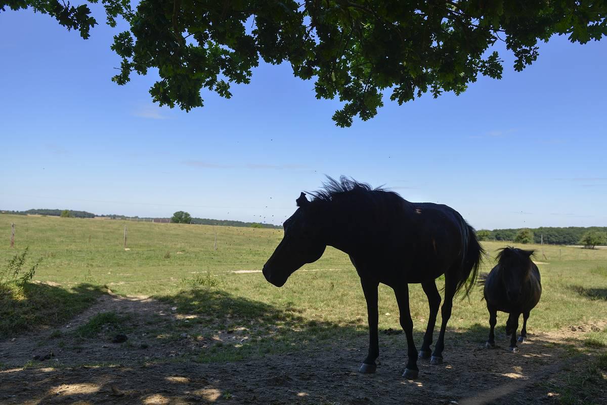 Classe cirque Yonne, Cirque Equestre de Cocico, expression corporelle ...